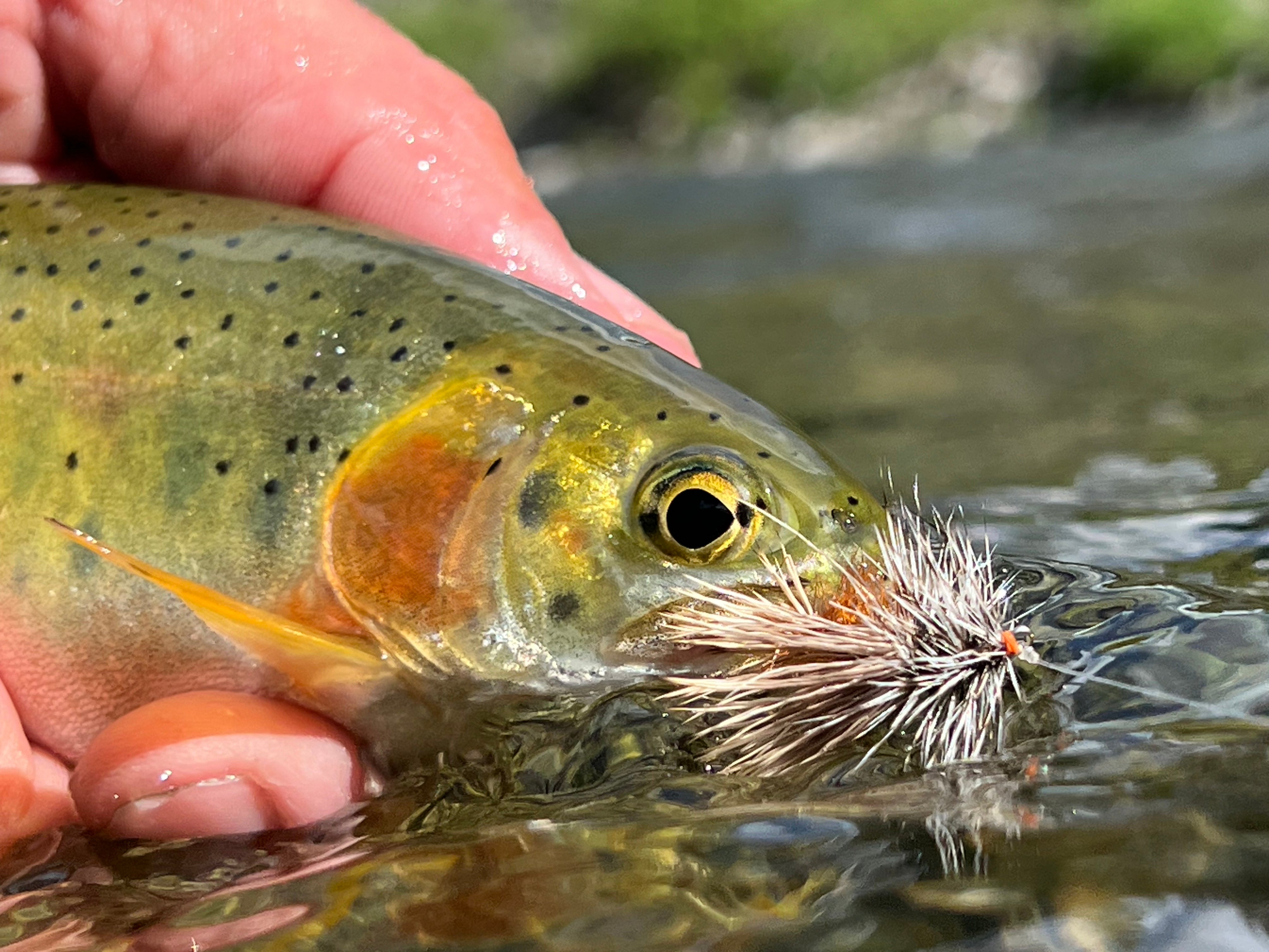 Youth 3 Day Fly Fishing Camp — Red's Fly Shop